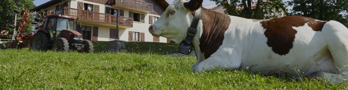 slide-bovin-viande – Auvergne-Rhône-Alpes Elevage