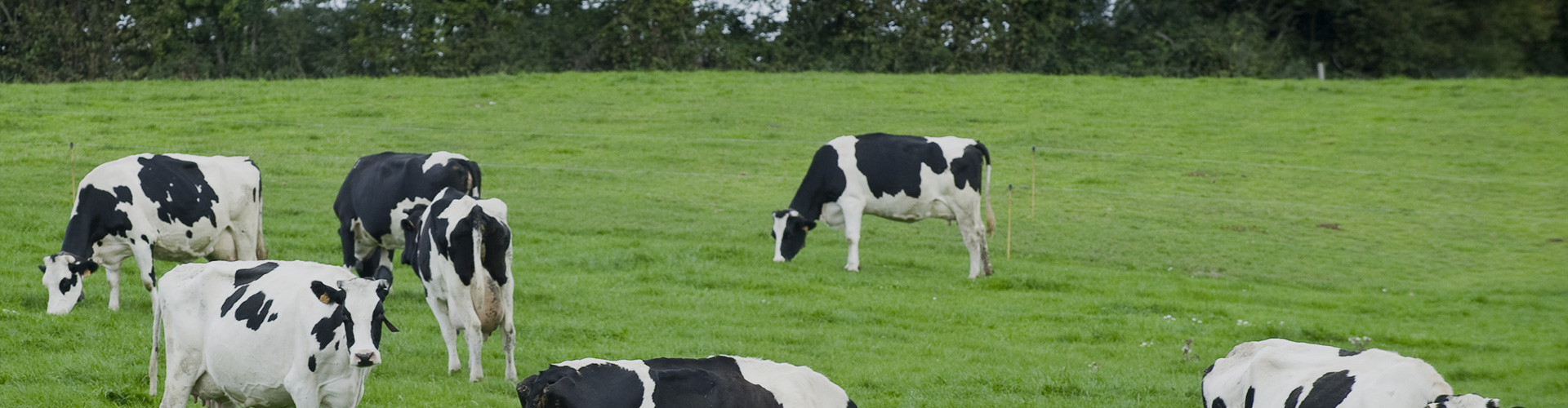 slide-bovins-lait – Auvergne-Rhône-Alpes Elevage