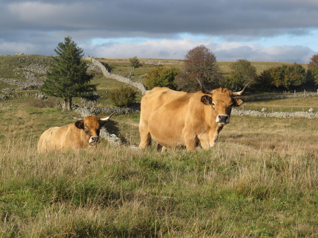 Aubrac – Auvergne-Rhône-Alpes Elevage