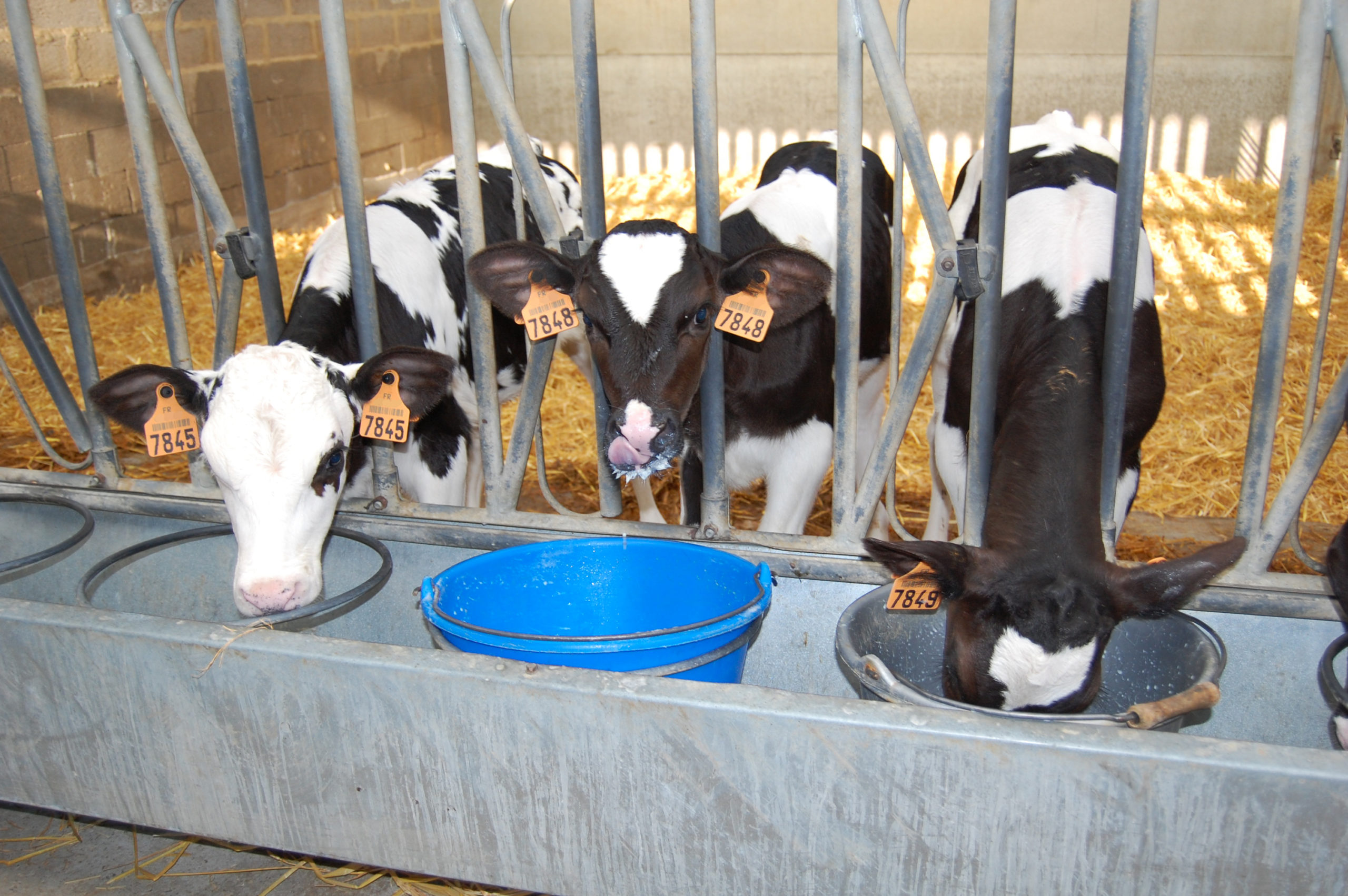 Veaux au cornadis – Auvergne-Rhône-Alpes Elevage