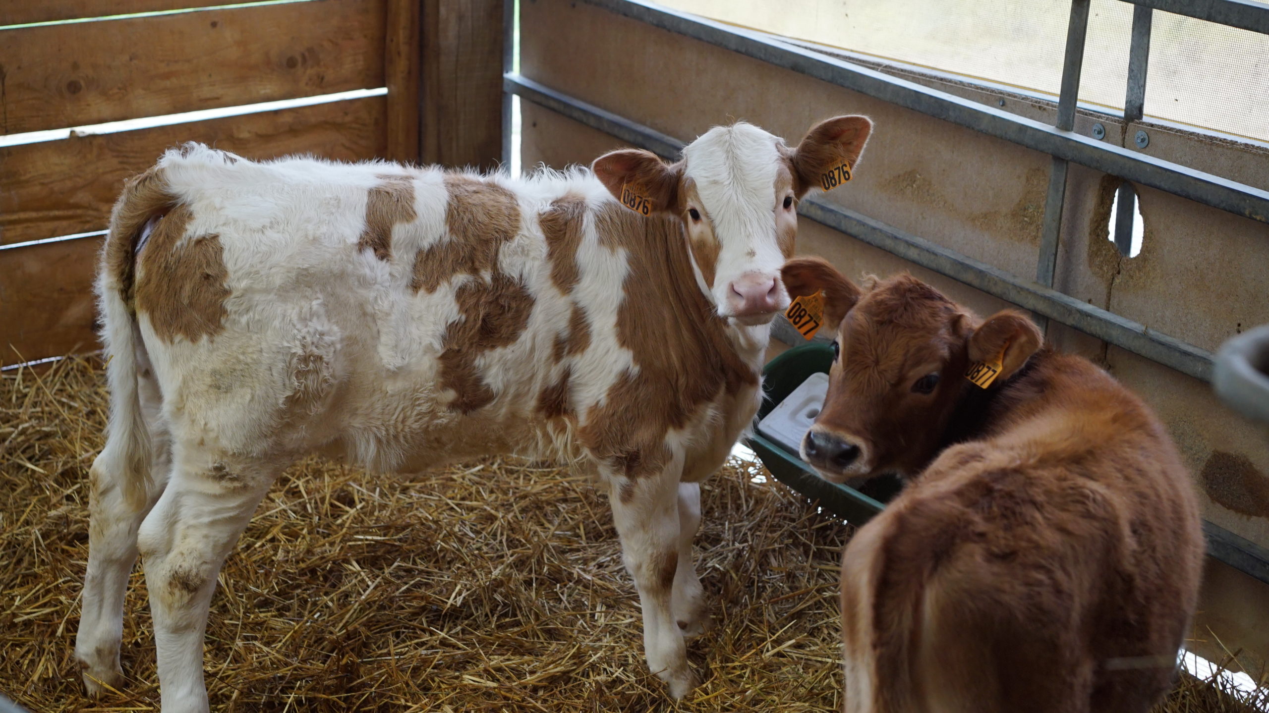 Veaux – Auvergne-Rhône-Alpes Elevage
