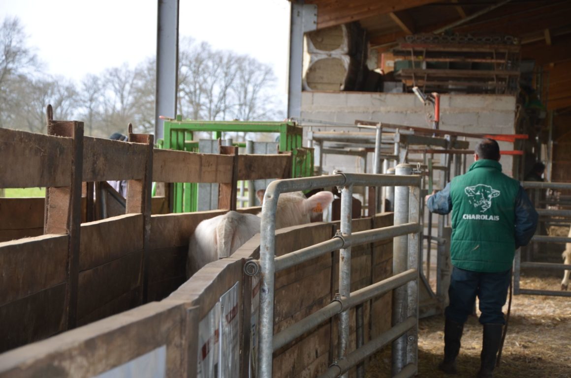 Aide Bovin Viande : Investissements de contention – Auvergne-Rhône-Alpes Elevage